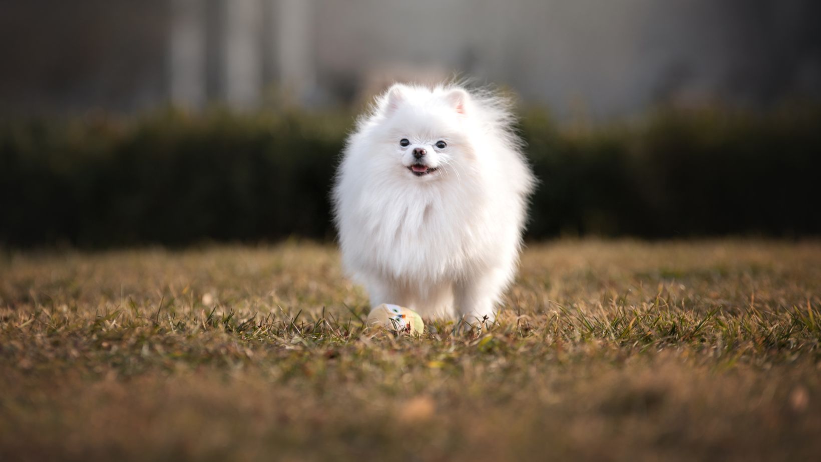 How Big Does a Pomeranian Get? Your Questions Answered - Homerocketrealty