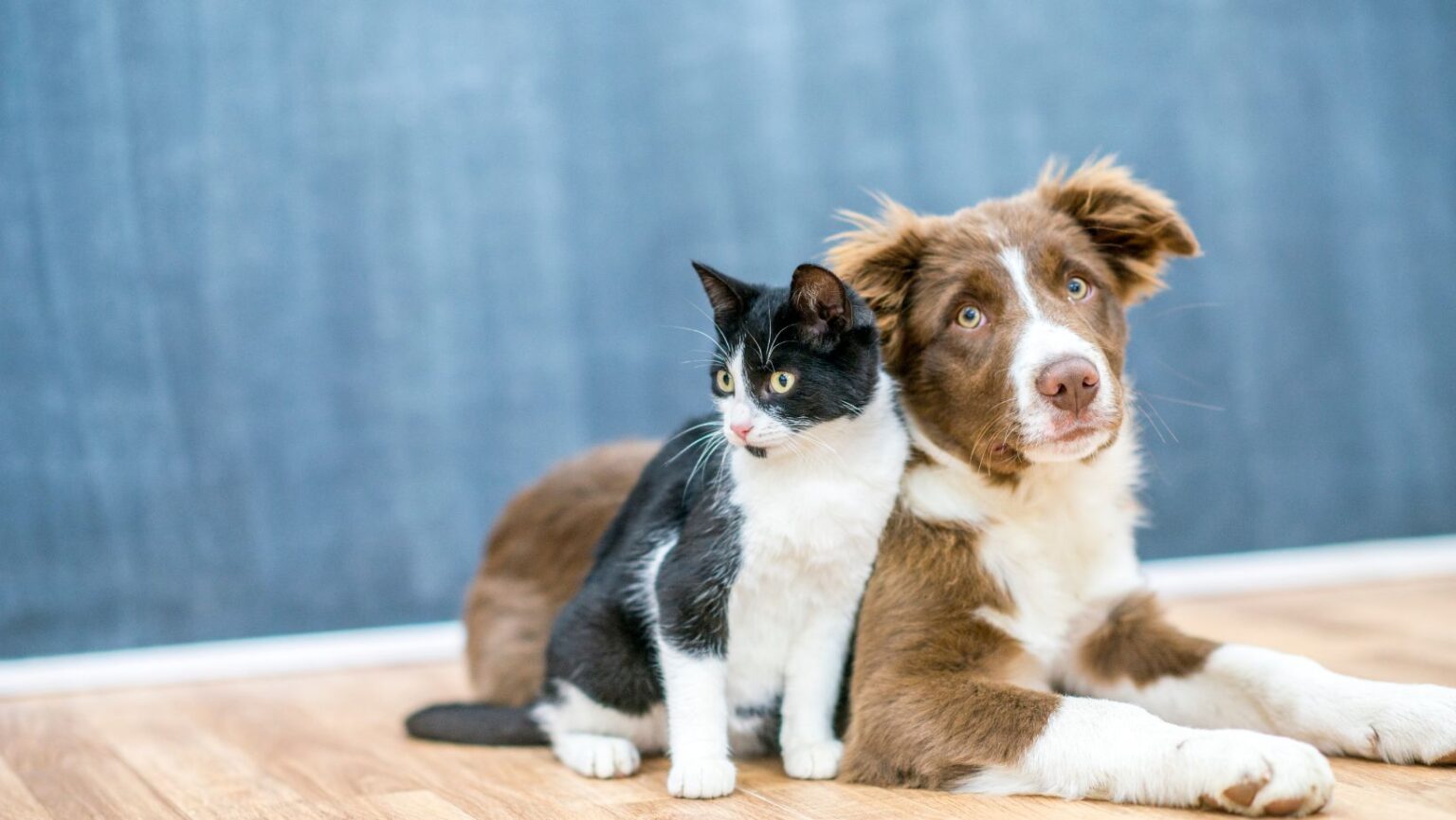 Pet Safety Simplified: Why Invisible Fences Are a Modern Alternative ...